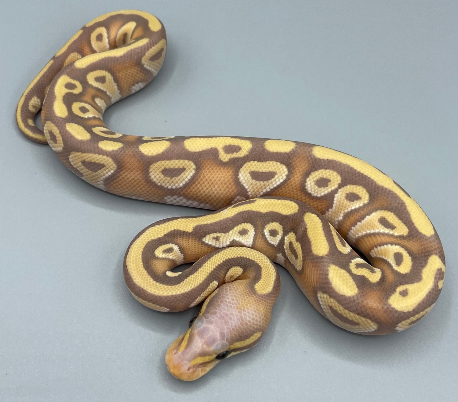 Banana Mojave Ball Python by J5 Reptiles - MorphMarket