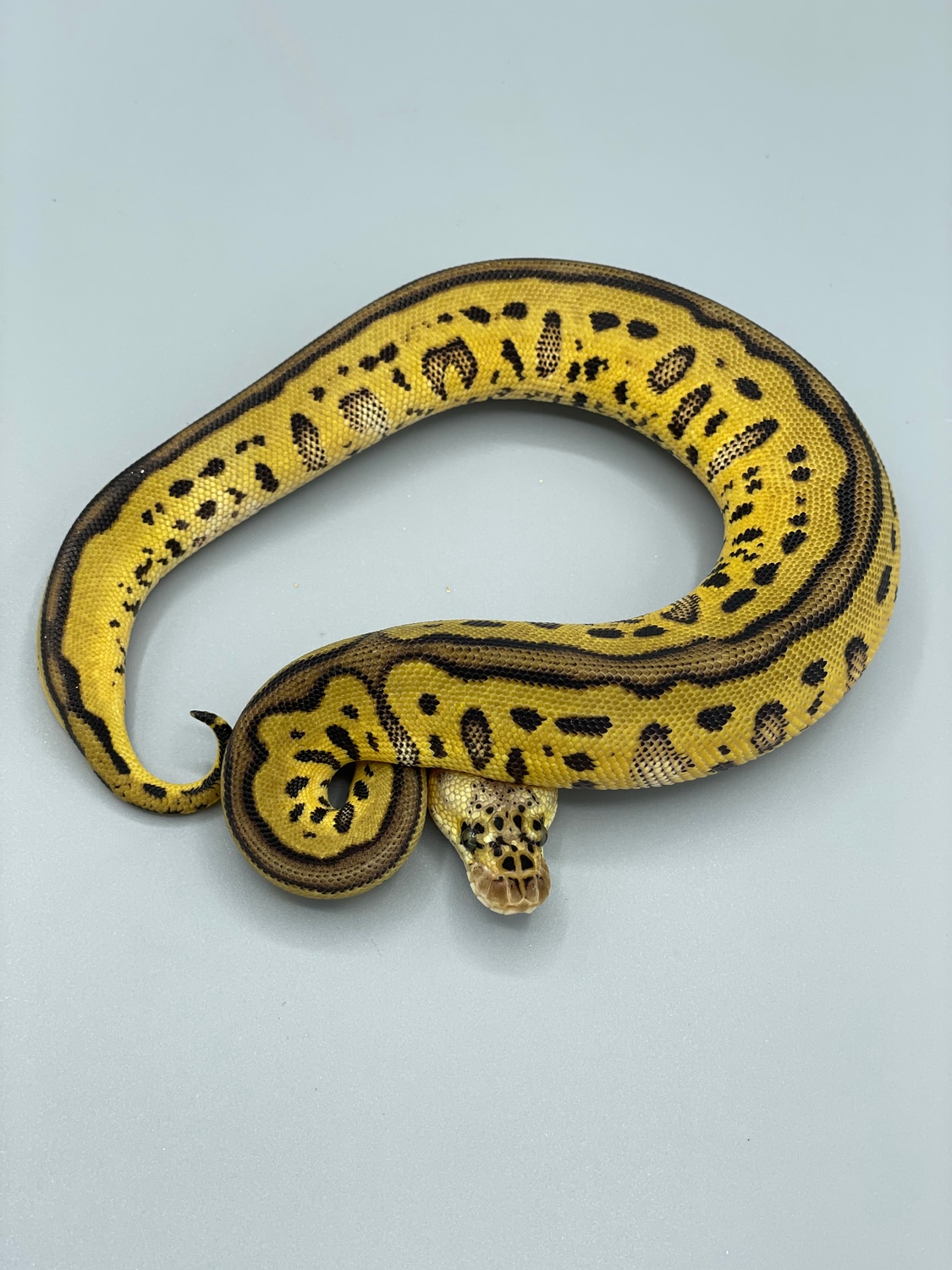 Pastel Leopard Clown Ball Python by J5 Reptiles - MorphMarket