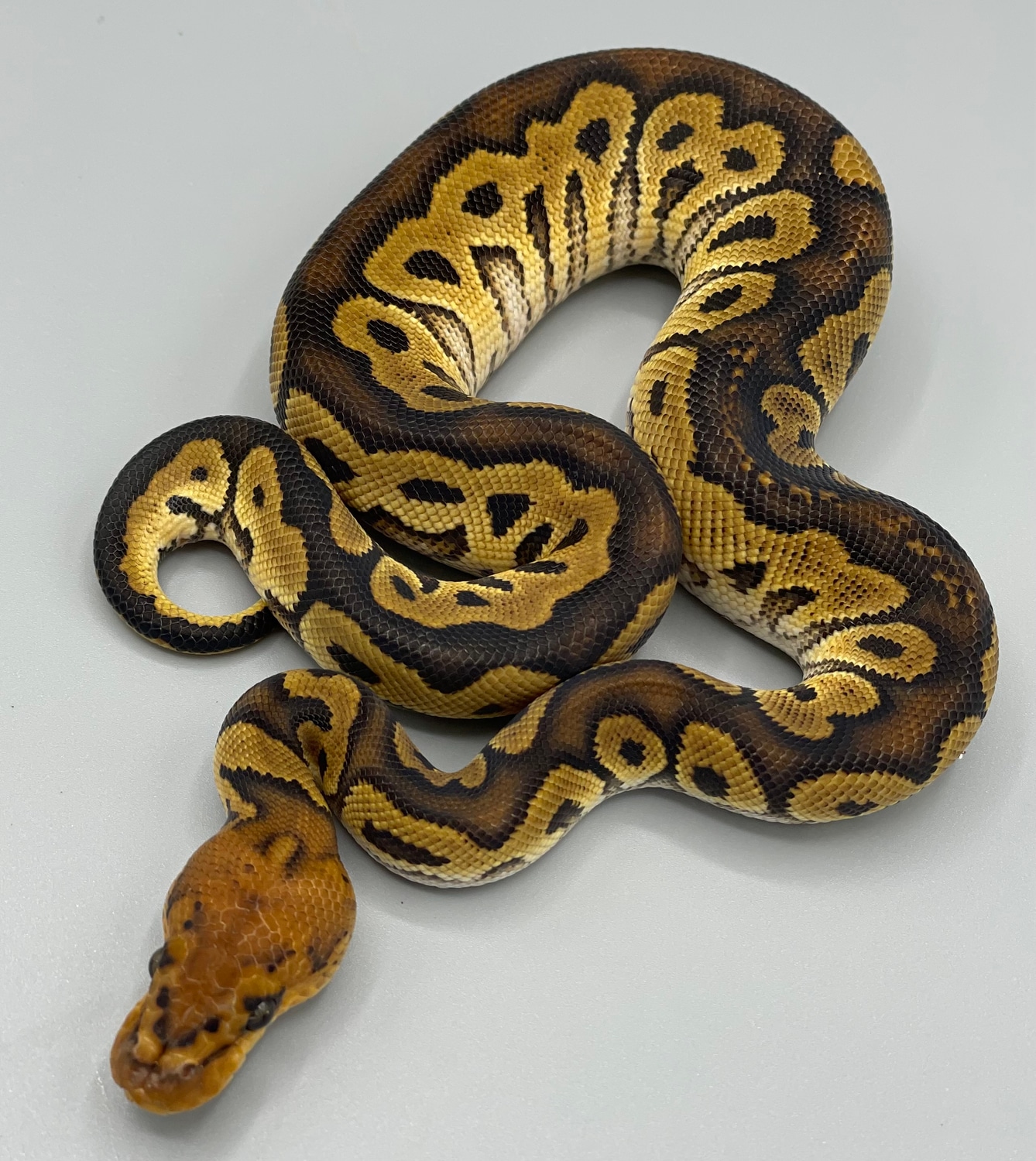 Mahogany Clown Ball Python by J5 Reptiles - MorphMarket