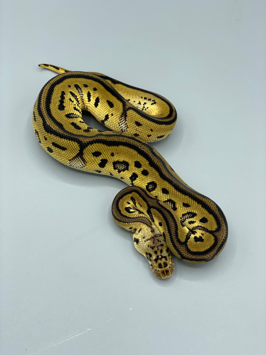 Pastel Leopard Clown Ball Python by J5 Reptiles - MorphMarket