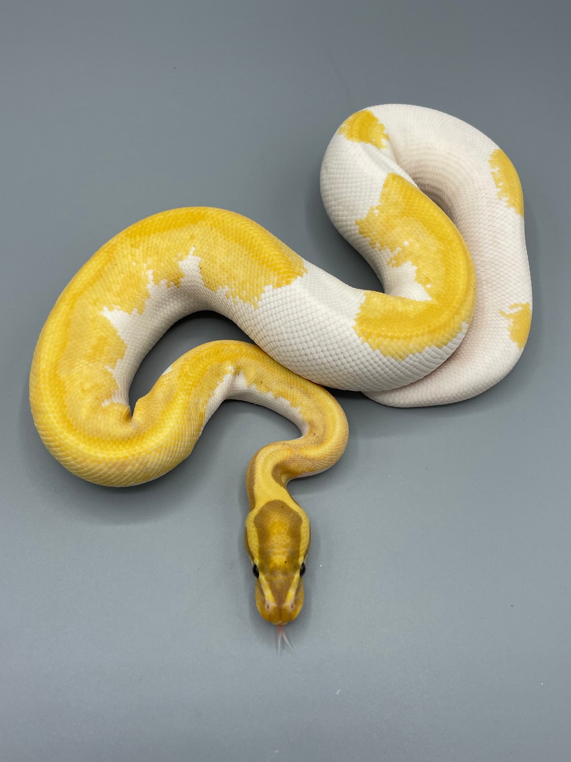 Banana OD YB Pied Ball Python by J5 Reptiles - MorphMarket