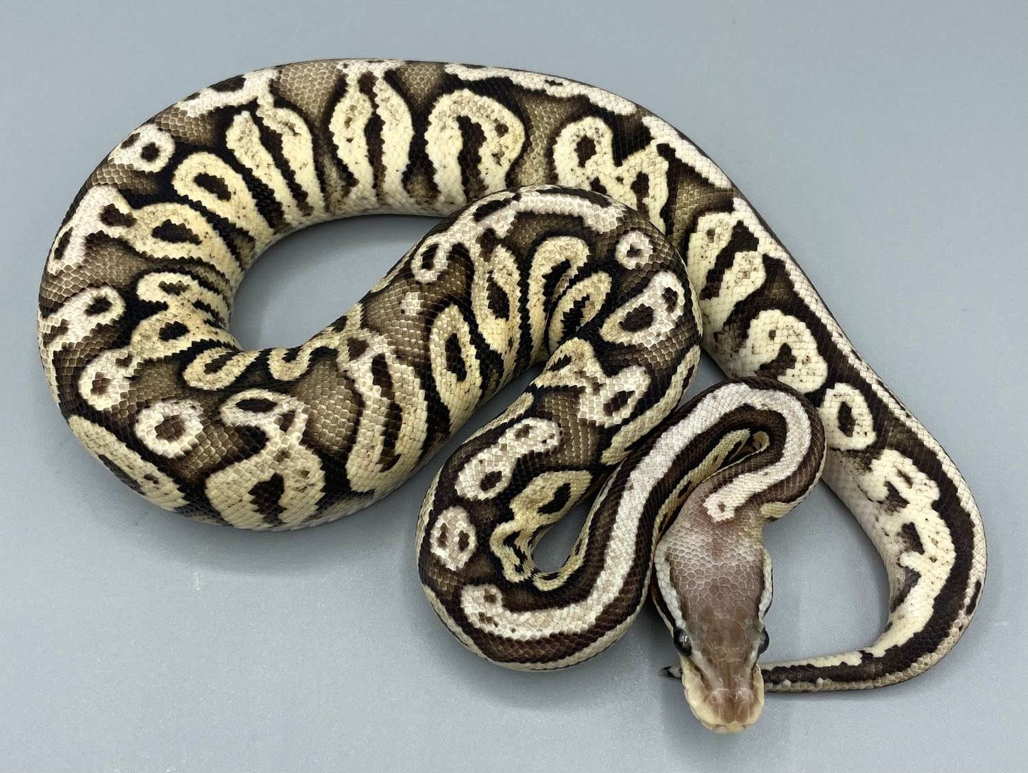Pastel Black Pastel Vanilla Het Ghost Ball Python by J5 Reptiles ...