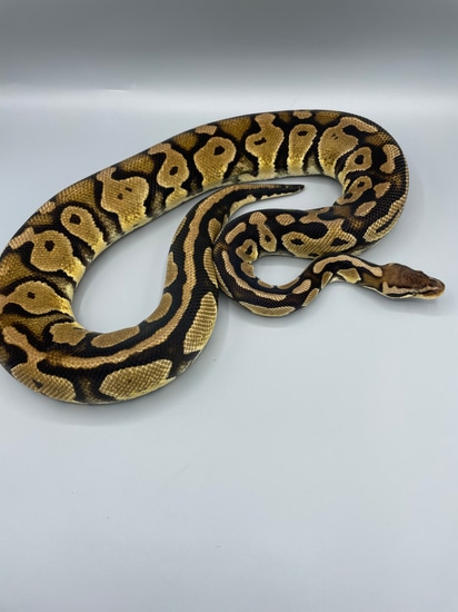 Pastel Het Sunset Ball Python by J5 Reptiles