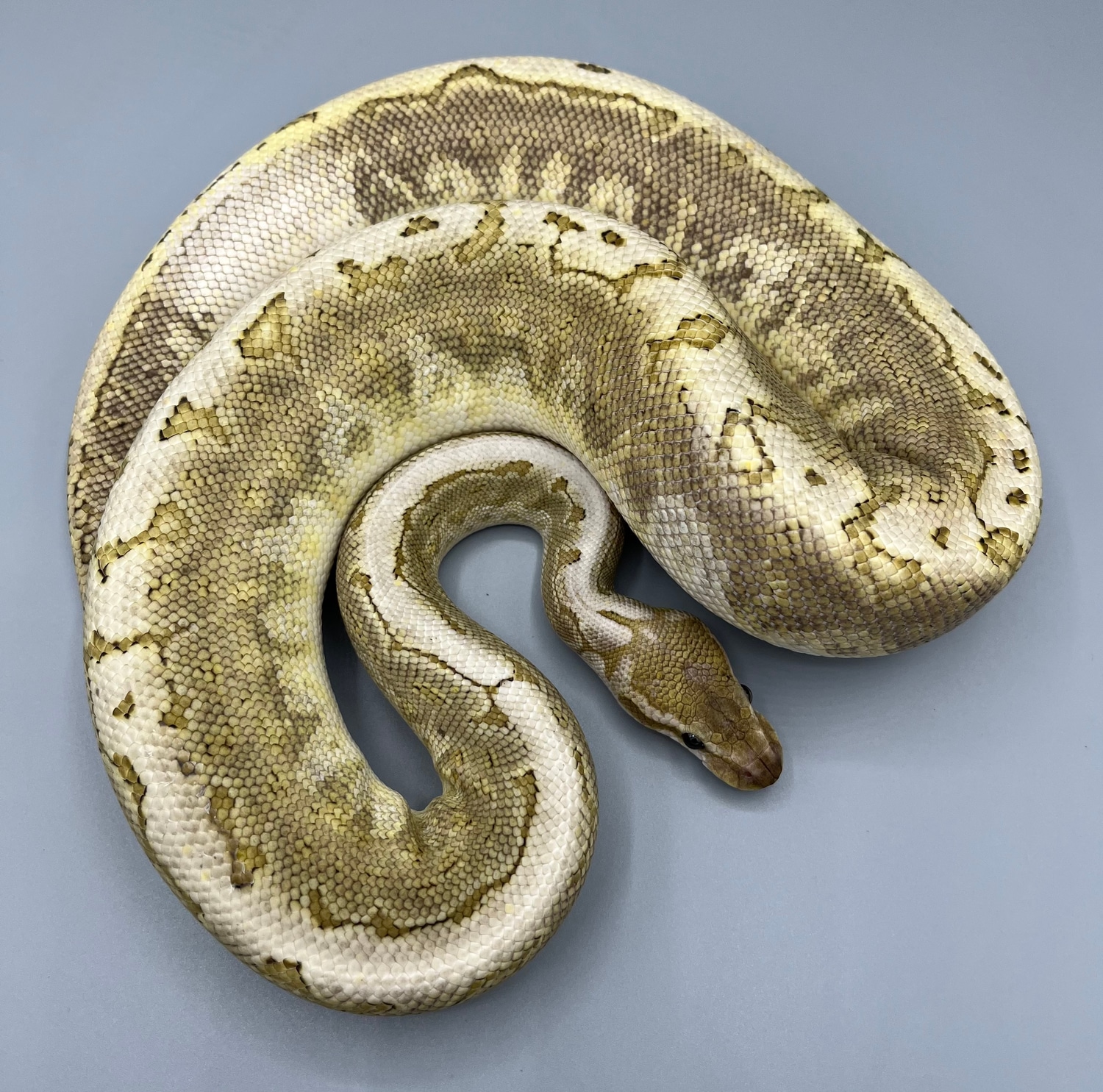 Bamboo Black Pastel Pinstripe 50% Het Pied Ball Python by J5 Reptiles ...