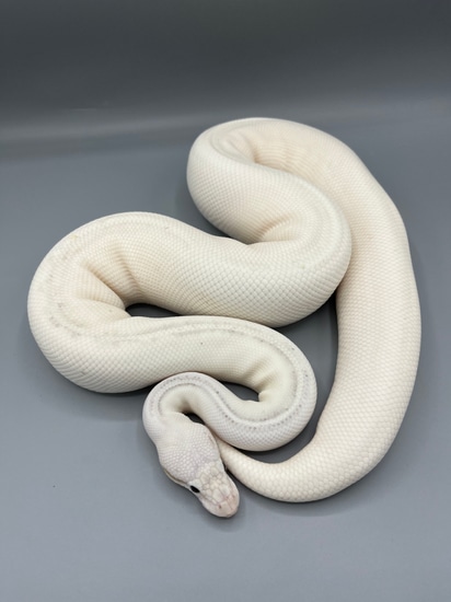 Pewter Highway Calico Ball Python by J5 Reptiles