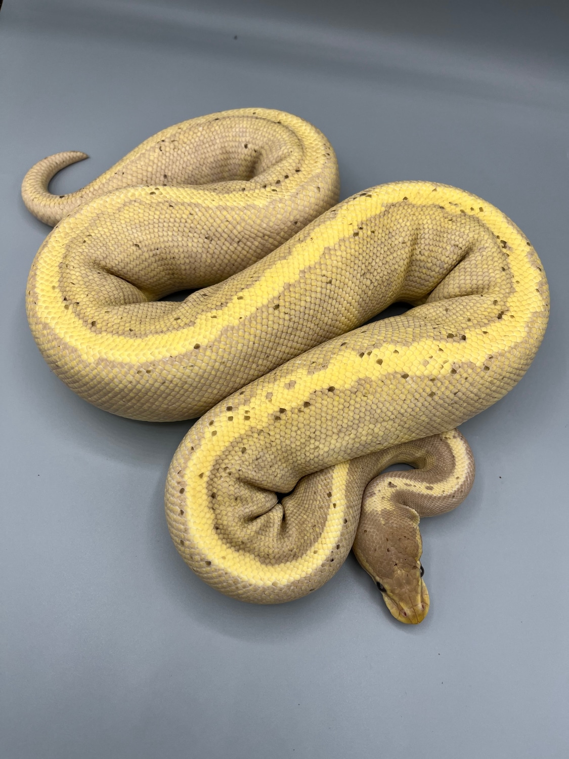 Banana Black Pastel Pinstripe 66% Het Pied Ball Python by J5 Reptiles ...