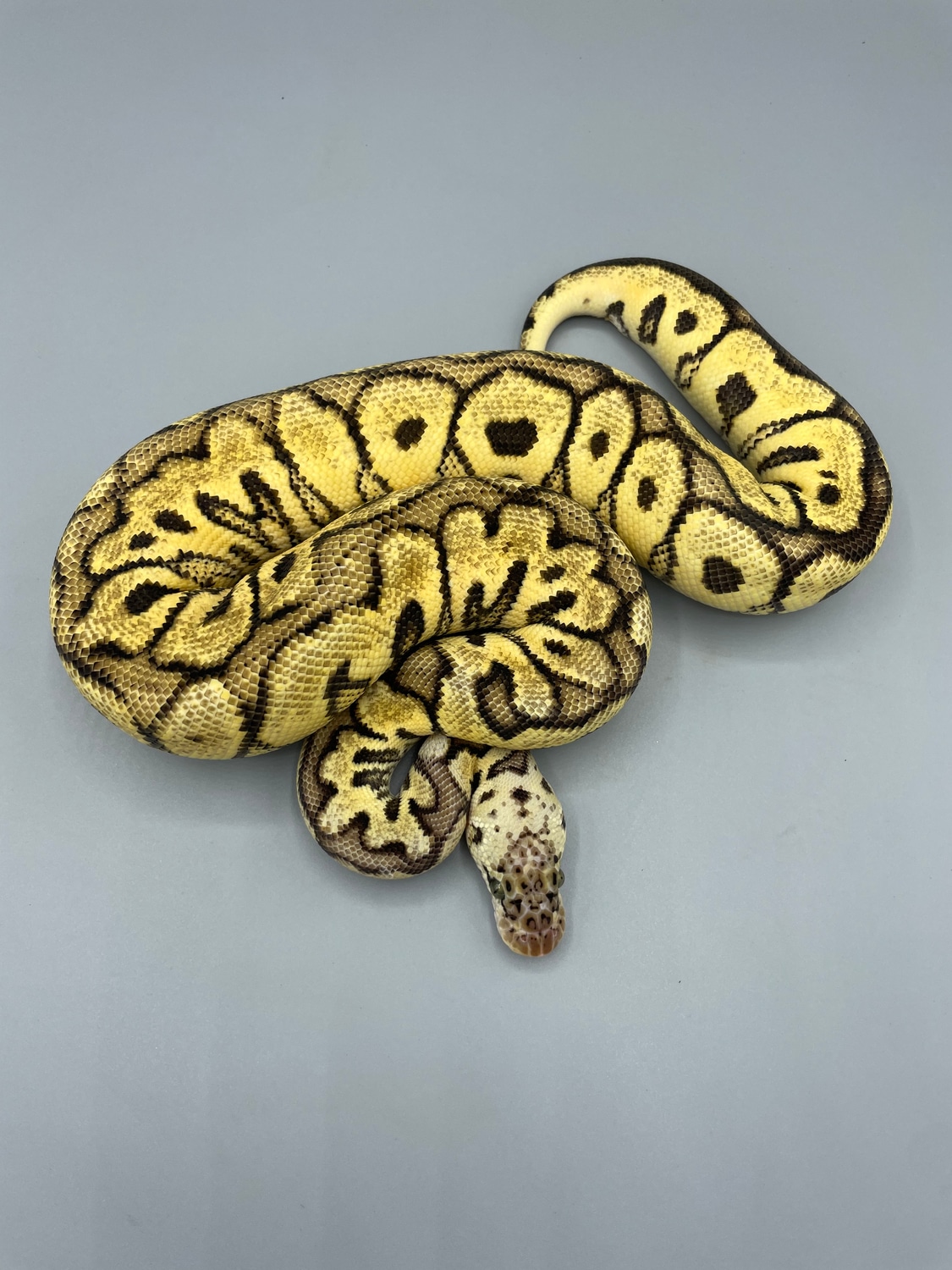 Pastel Spotnose Clown Ball Python by J5 Reptiles - MorphMarket