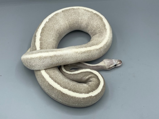 GHI Mojave Vanilla Cream Het Hypo Ball Python by J5 Reptiles