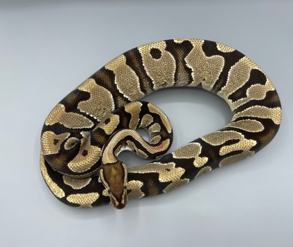 OD YB Calico Ball Python by J5 Reptiles - MorphMarket