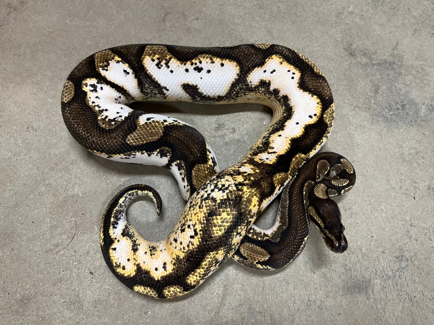 OD YB Calico Ball Python by J5 Reptiles - MorphMarket