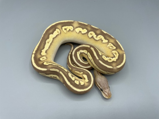 Banana Pastel Blackhead Mojave Ball Python by J5 Reptiles