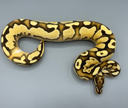 OD YB Calico Ball Python by J5 Reptiles - MorphMarket