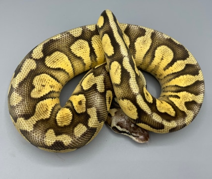 OD YB Calico Ball Python by J5 Reptiles - MorphMarket