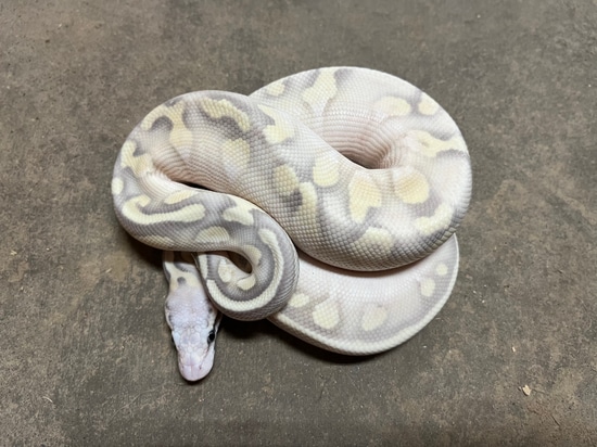 FREE SHIPPING Super Pastel Butter Yb Calico Dg Ball Python by J5 Reptiles