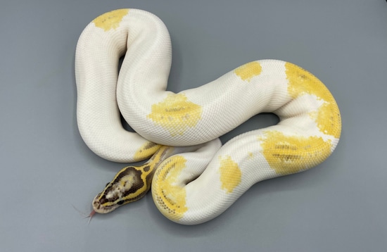 Pastel Highway Pied Ball Python by J5 Reptiles