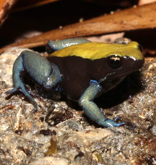 Blue-legged Mantella (M. Expectata) Group Of 6 Other Frog by Nettle ...
