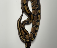 Ball Pythons for Sale - MorphMarket United States