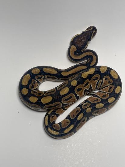 Russo Ball Python by Nevada County Serpents