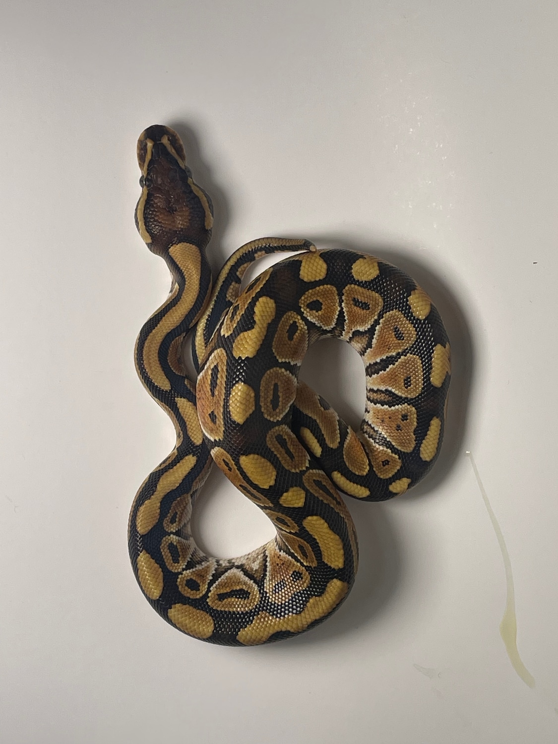 Russo Ball Python by Nevada County Serpents - MorphMarket