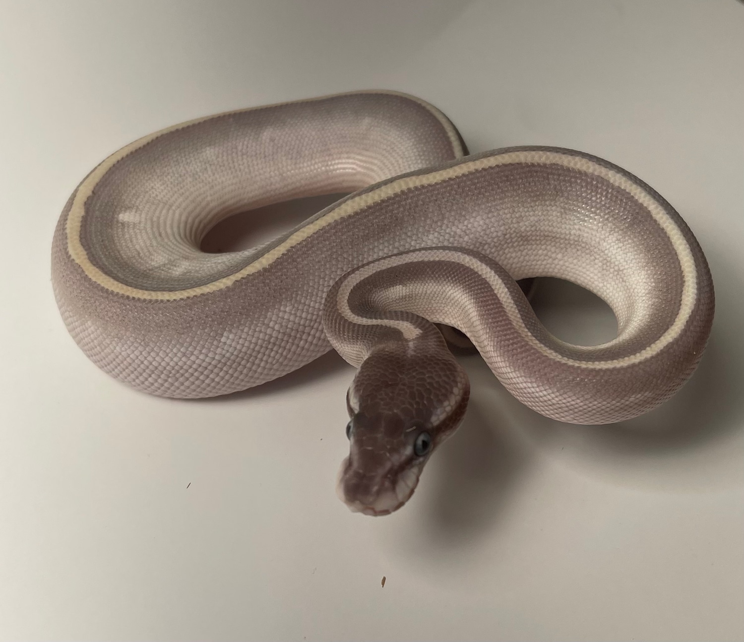 Mystic Potion Ball Python by Nevada County Serpents - MorphMarket