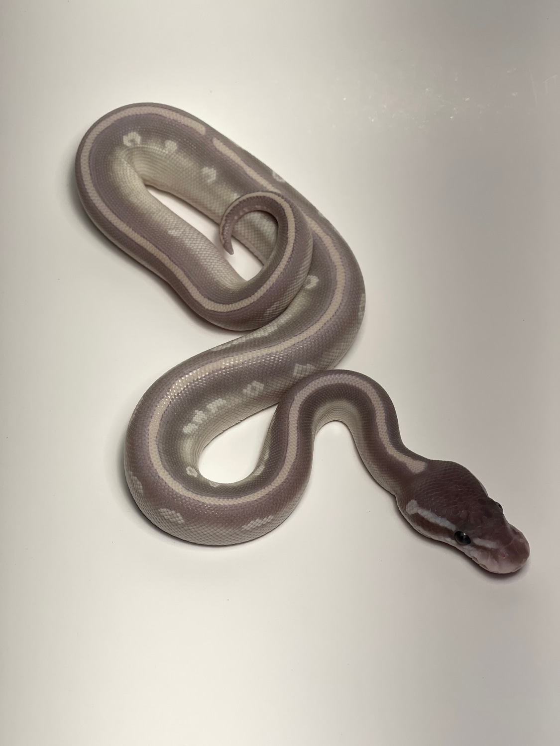 Mystic Potion Ball Python by Nevada County Serpents - MorphMarket