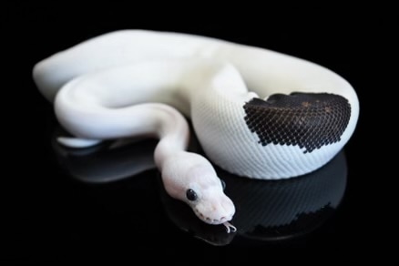 Panda Pied Ball Python by Nevermore Balls LLC