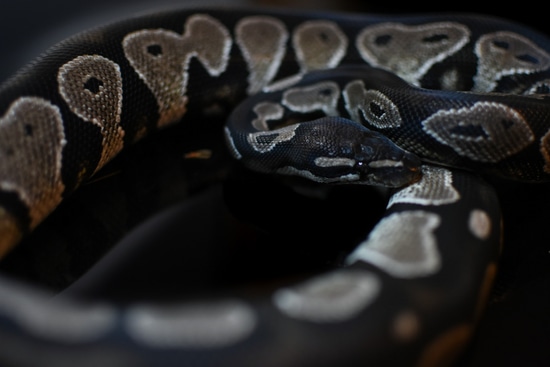 Blackhead VPI Axanthic Ball Python by Nevermore Balls LLC