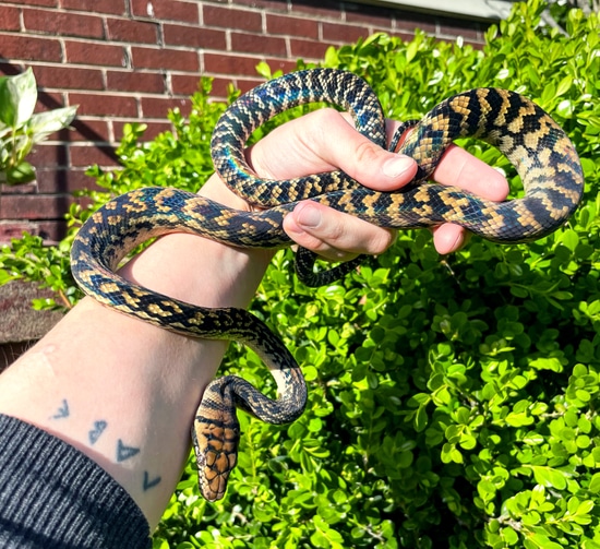 USCBB 2023 Sorong X Merauke Scrub Python by Neversvn