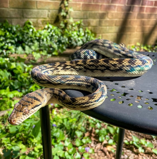 USCBB 2022 Male Sorong X Merauke Scrub Python by Neversvn