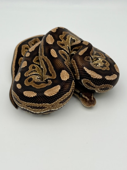 Cinnamon 100% Het Ultramel Ball Python by New Forest Morphs Ltd