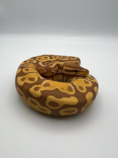 Ultramel 100% Het Pied Ball Python by New Forest Morphs Ltd