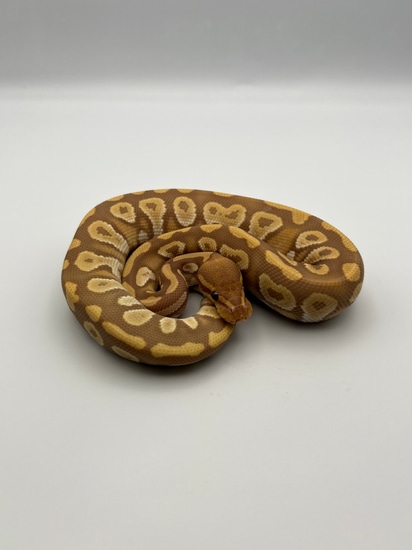 Mojave Ultramel Ball Python by New Forest Morphs Ltd