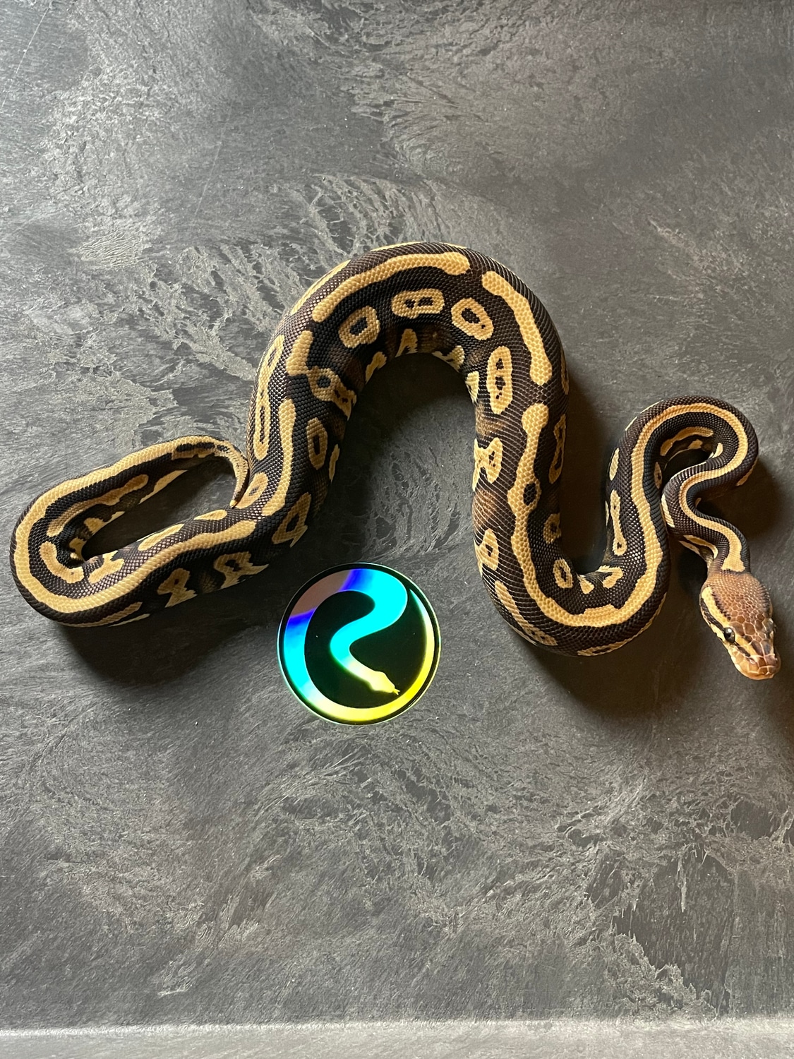 Acid Mojave Pastel Het Axanthic TSK & 50% Het Pied Ball Python by ...