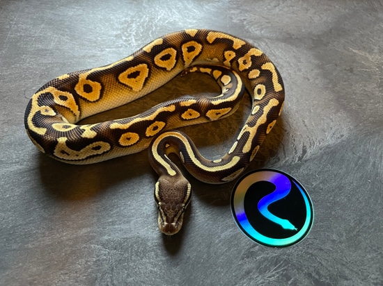 Pastel Mojave Het Tsk Axanthic Ball Python by Rounded by Reptiles