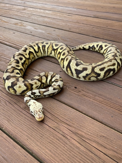 Breeder Female Pastel Yb Fire Spotnose Crypton Ball Python by Rounded ...