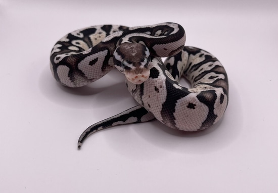 Pastel Axanthic TSK Ball Python by Rounded by Reptiles