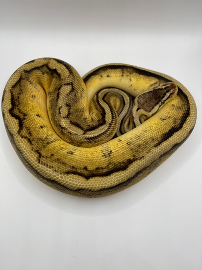 Pastel Genetic Stripe DH Clown/enhancer Ball Python by Rounded by Reptiles
