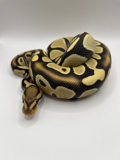 Enhancer (Dg) Het Genetic Stripe Ball Python by Rounded by Reptiles