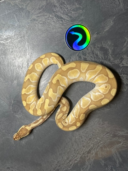 Butter Enchi TH Genetic Stripe /clown/DG Ball Python by Rounded by Reptiles