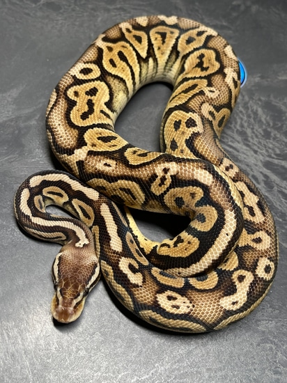 Black Pewter DH Lav Albino/axanthic TSK Ball Python by Rounded by Reptiles