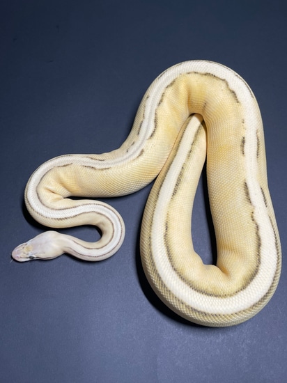🔥 Adult Pastel Genetic Stripe DG Het Clown Ball Python by Rounded by ...