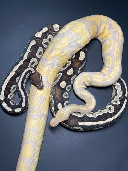 1.1 RTB Lavender Snow Project Ball Python by Rounded by Reptiles