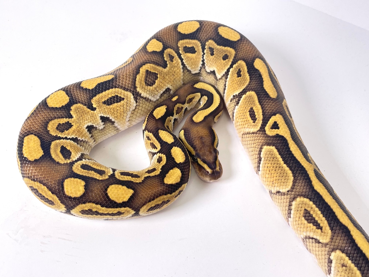 OD Butter Ball Python by Ben Huitt - MorphMarket
