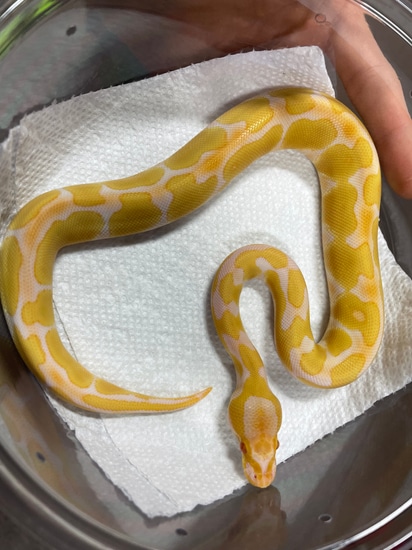 Enchi Albino Ball Python by Ben Huitt