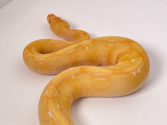 Albino Enchi Champagne Ball Python by Ben Huitt