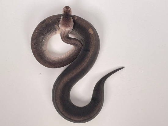 Black Pastel Cinny Mojave Pastel Ball Python by Ben Huitt