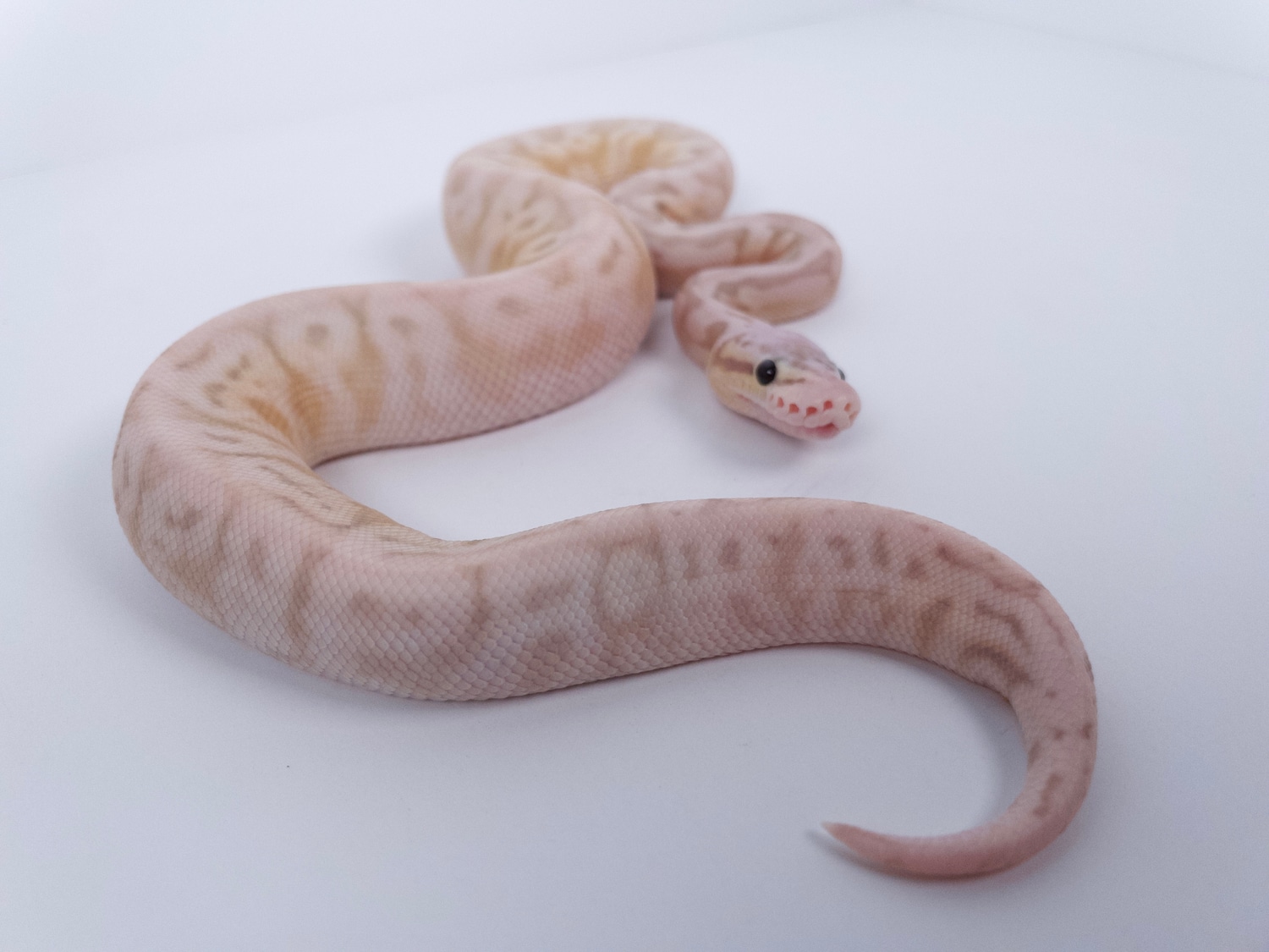Banana Mojave Black Widow Ball Python by Ben Huitt - MorphMarket