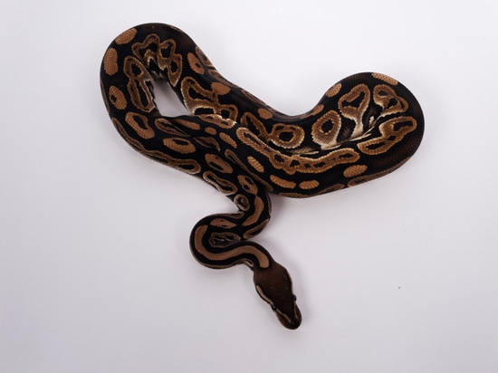 Black Pastel Ball Python by Ben Huitt