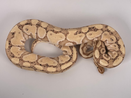 Banana Het Clown Ball Python by Ben Huitt