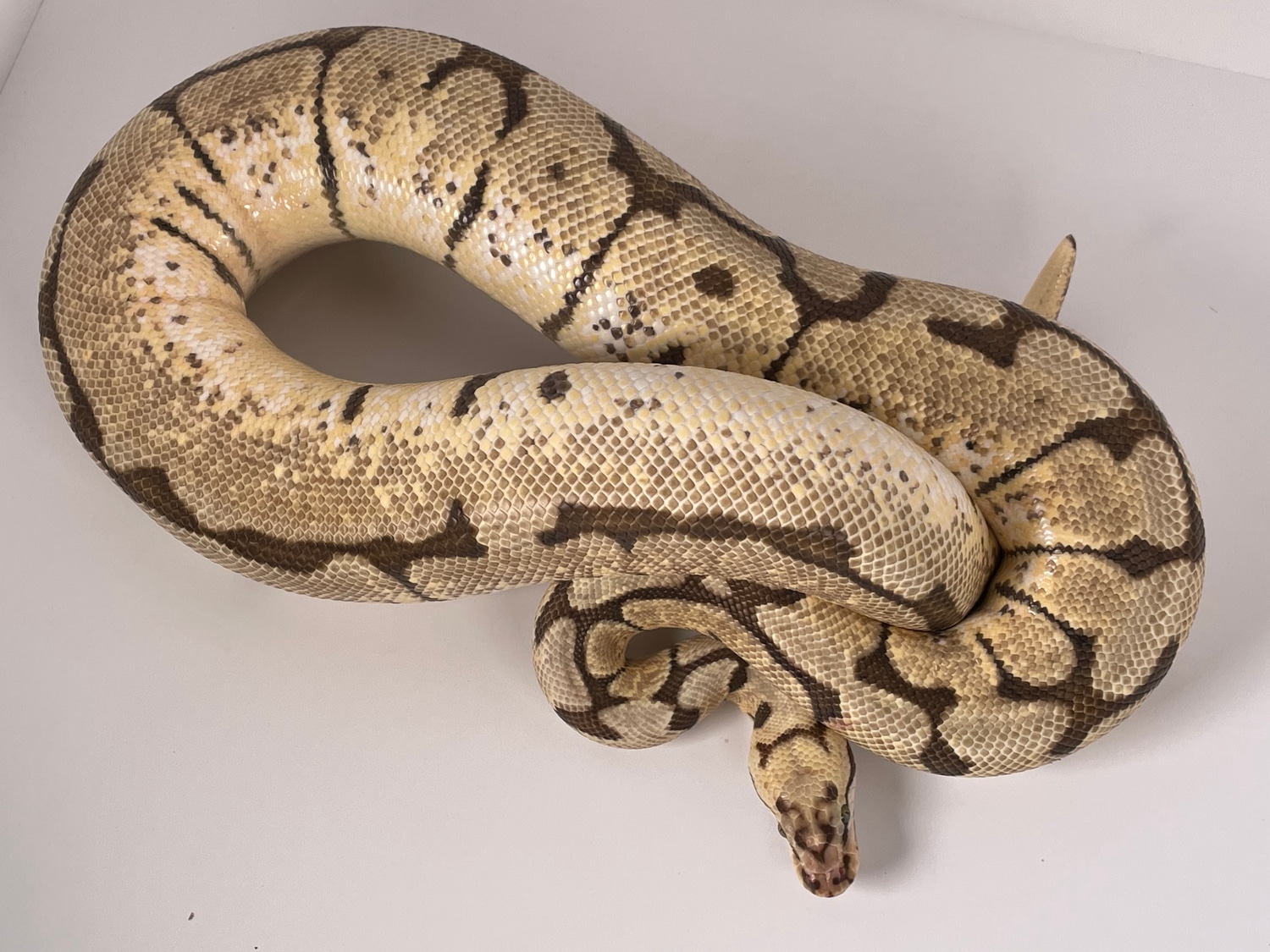 Bumblebee Het Clown Ball Python by Ben Huitt - MorphMarket